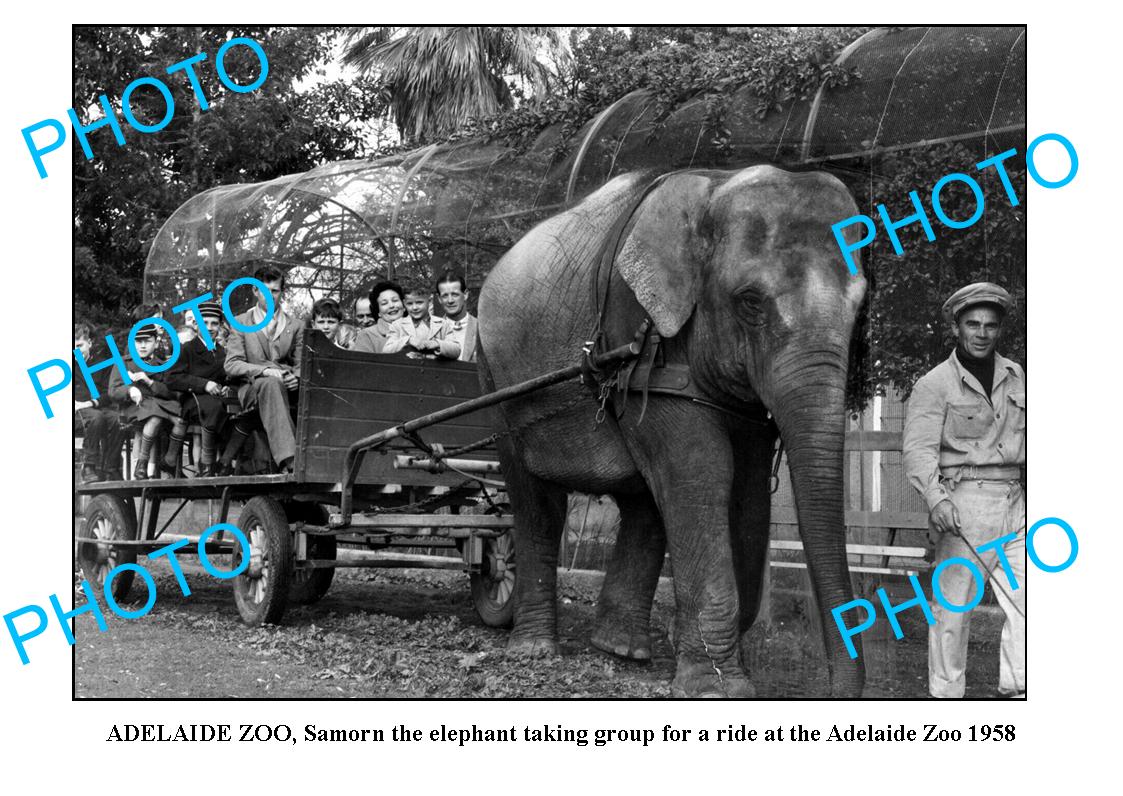 Old Large Photo, Adelaide Zoo Elephant Ride C1958, Adelaide South Aust ...