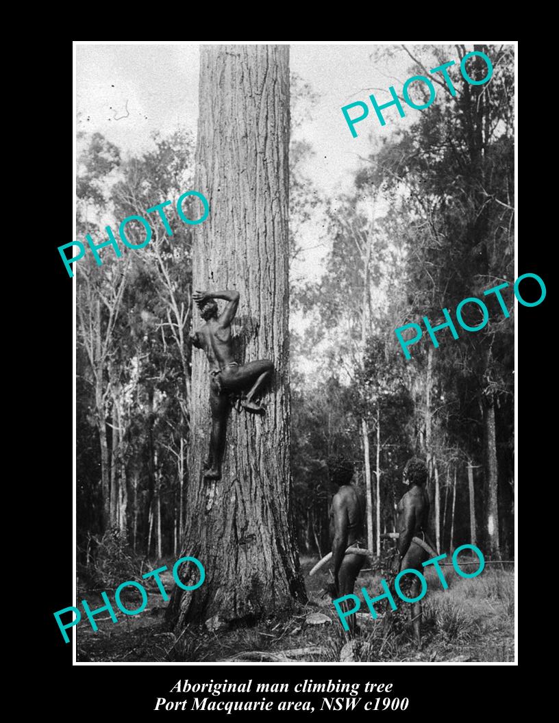 Old Large Historic Photo Of Nsw Aboriginal, Young Men Climbing Tree C1 ...