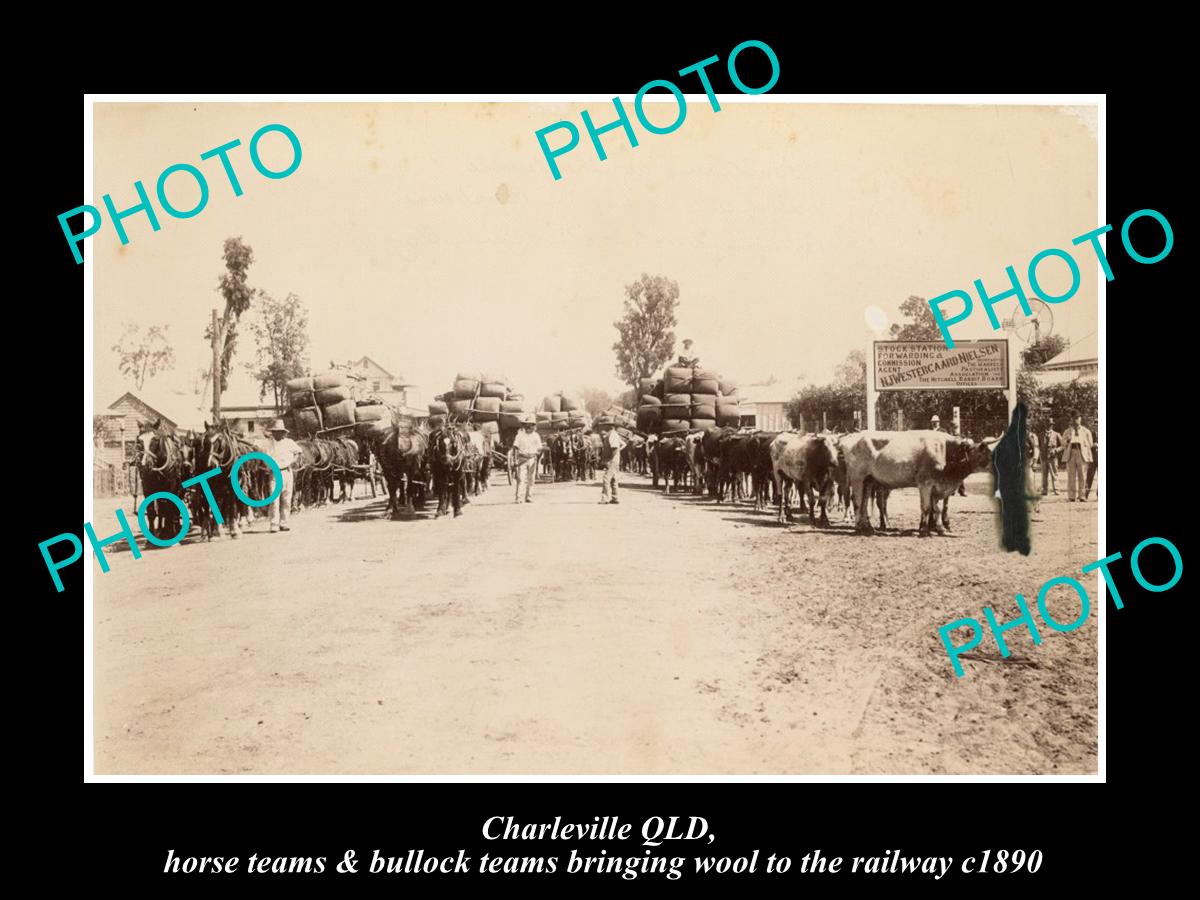 Old Large Historic Photo Of Charleville Qld Horse & Bullock Teams With ...